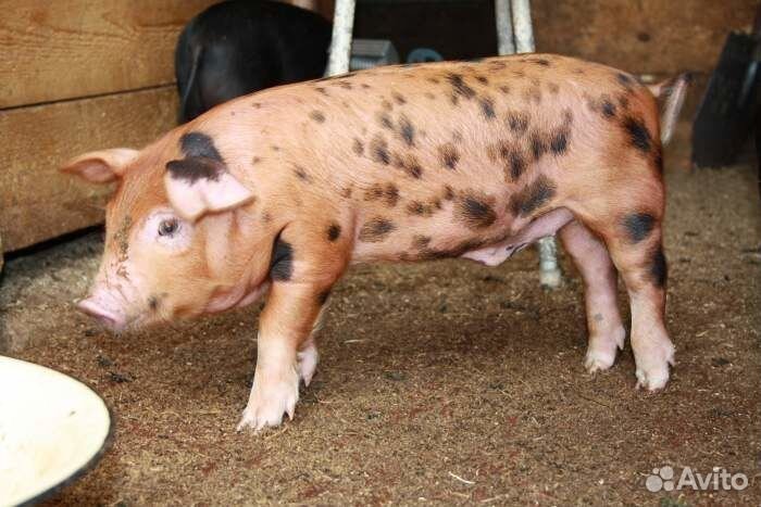 Поросята породы Ландрас+ Дюрок, возможен обмен