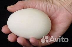 Инкубационное Яйцо гусиное