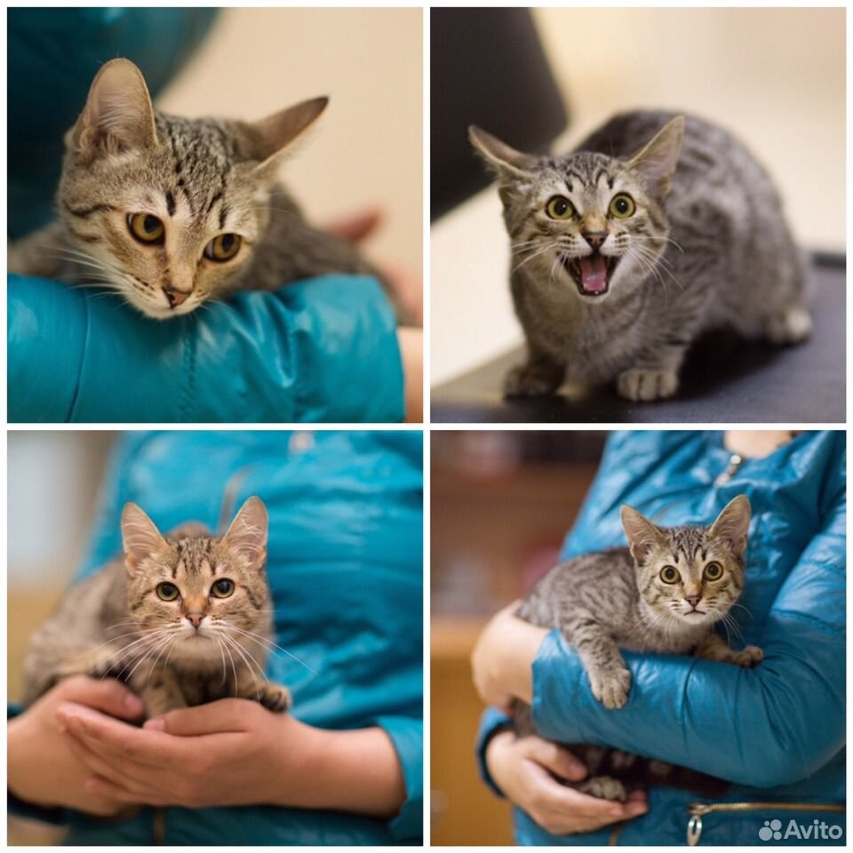 Очаровательные Котята в добрые руки