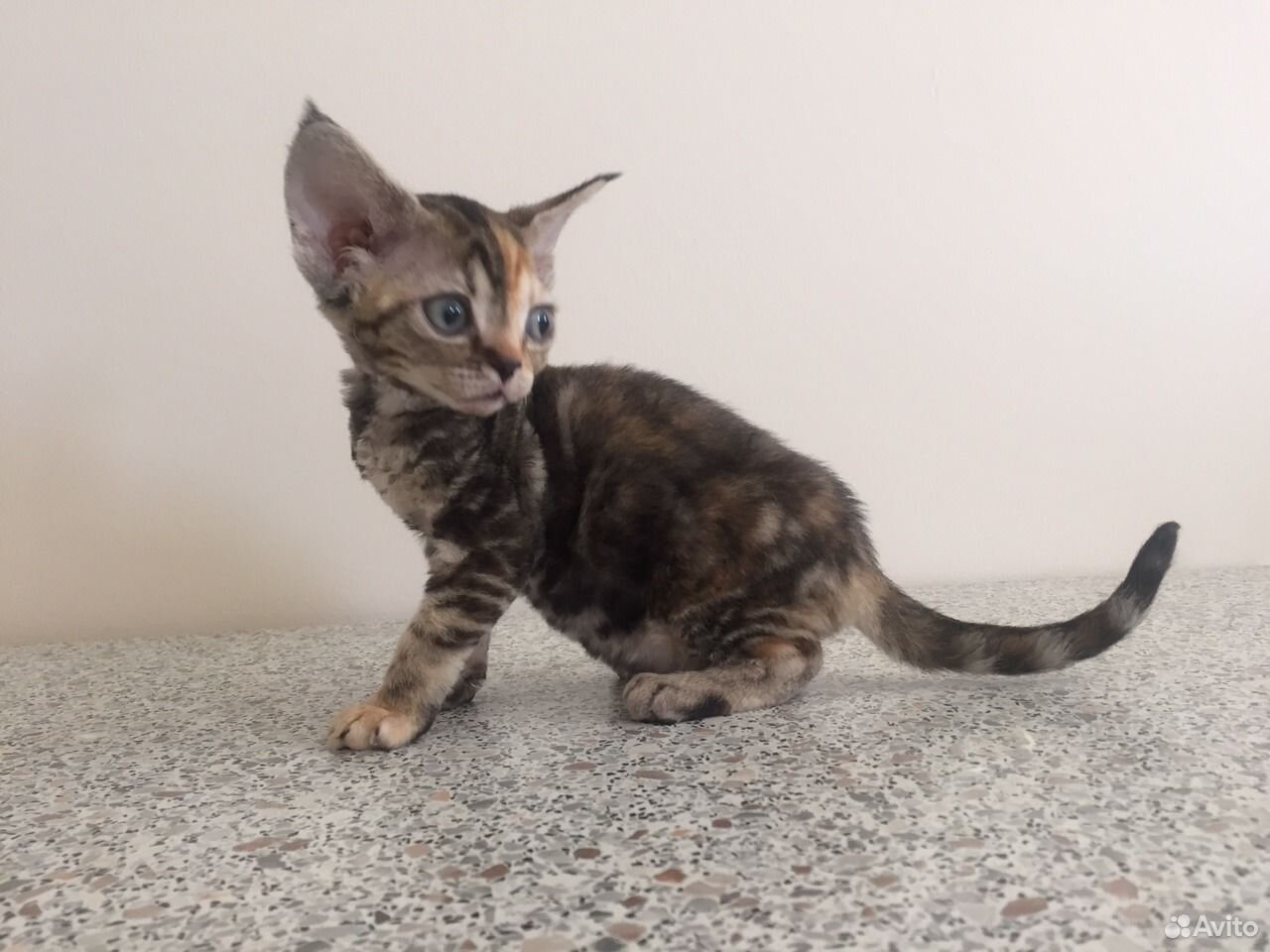 Кошечка Тортилла