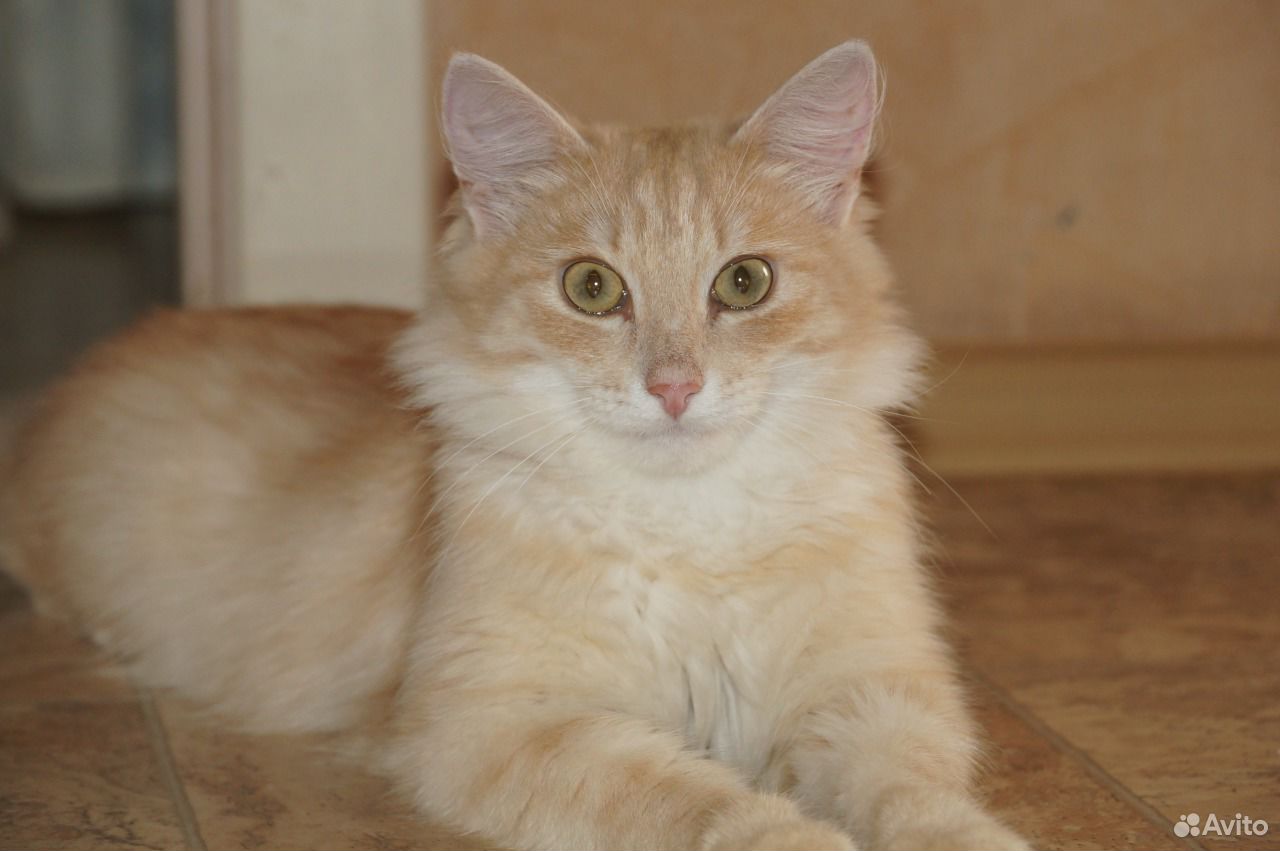 Кот Изя