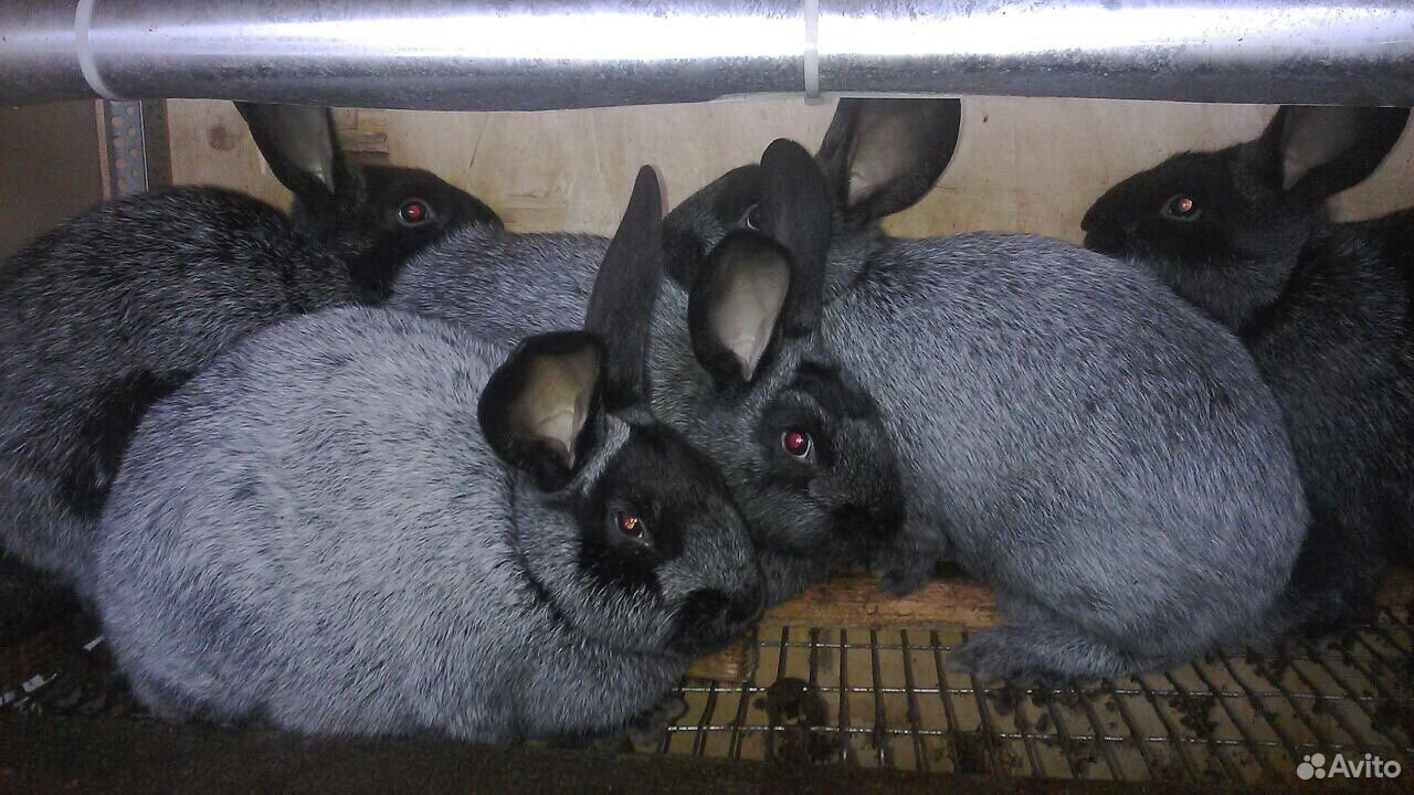 Кролики порода Советское серебро