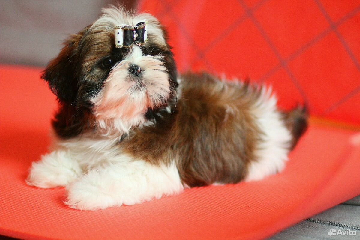 Прекрасная ши-тцу