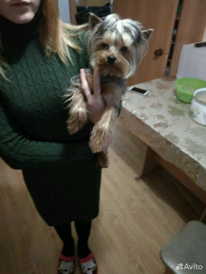 Вязка Йорка