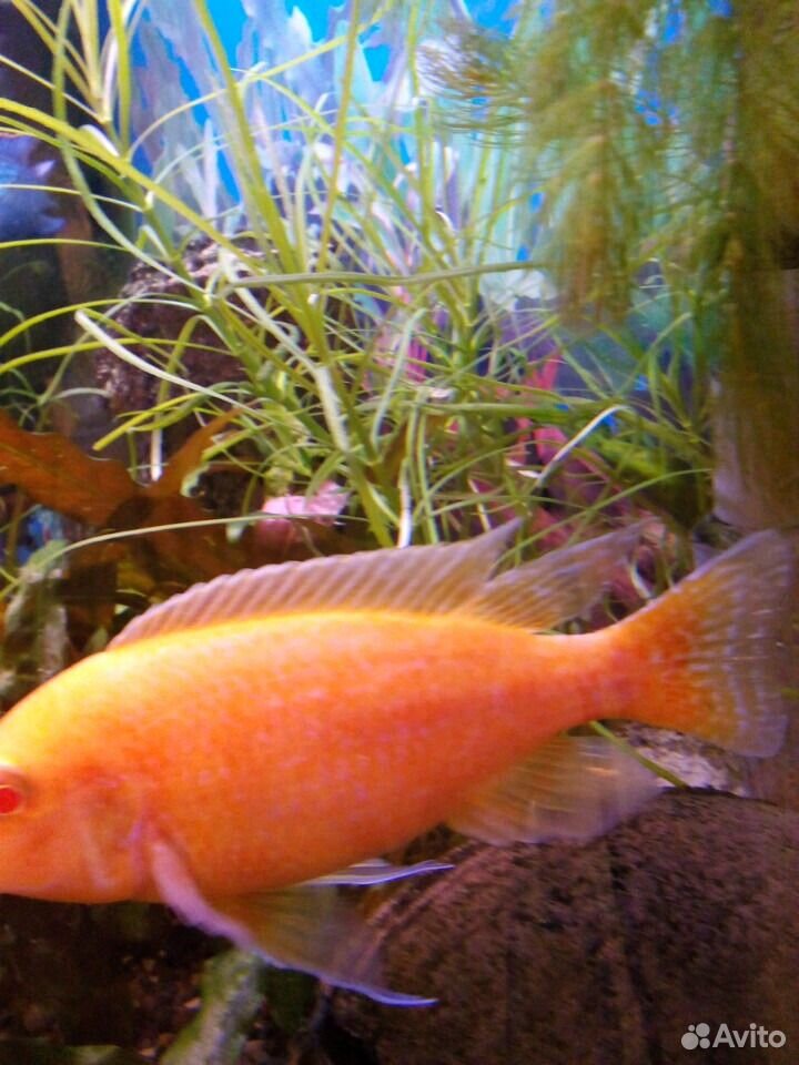 Аулонокара земляника самец