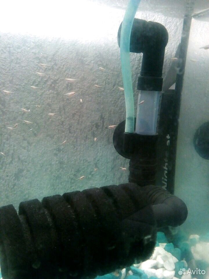 Мальки Хромиса красавица и Нанокары