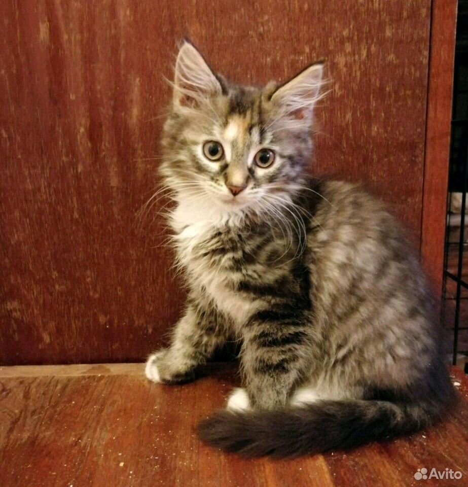 Котенок сибирский табби трехцветка девочка 2,5мес