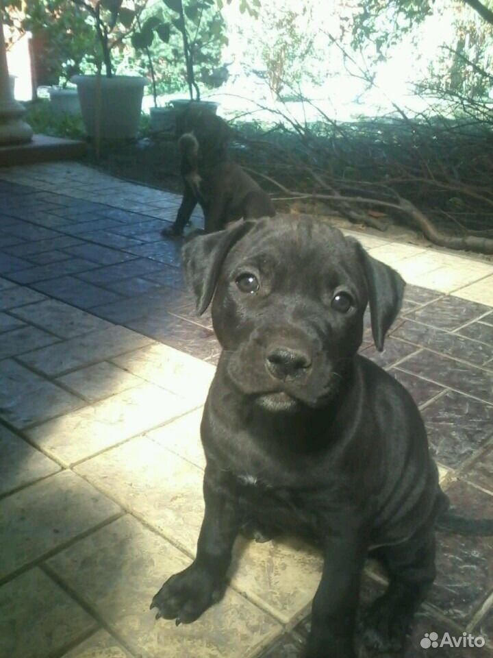 Щенки стафорда