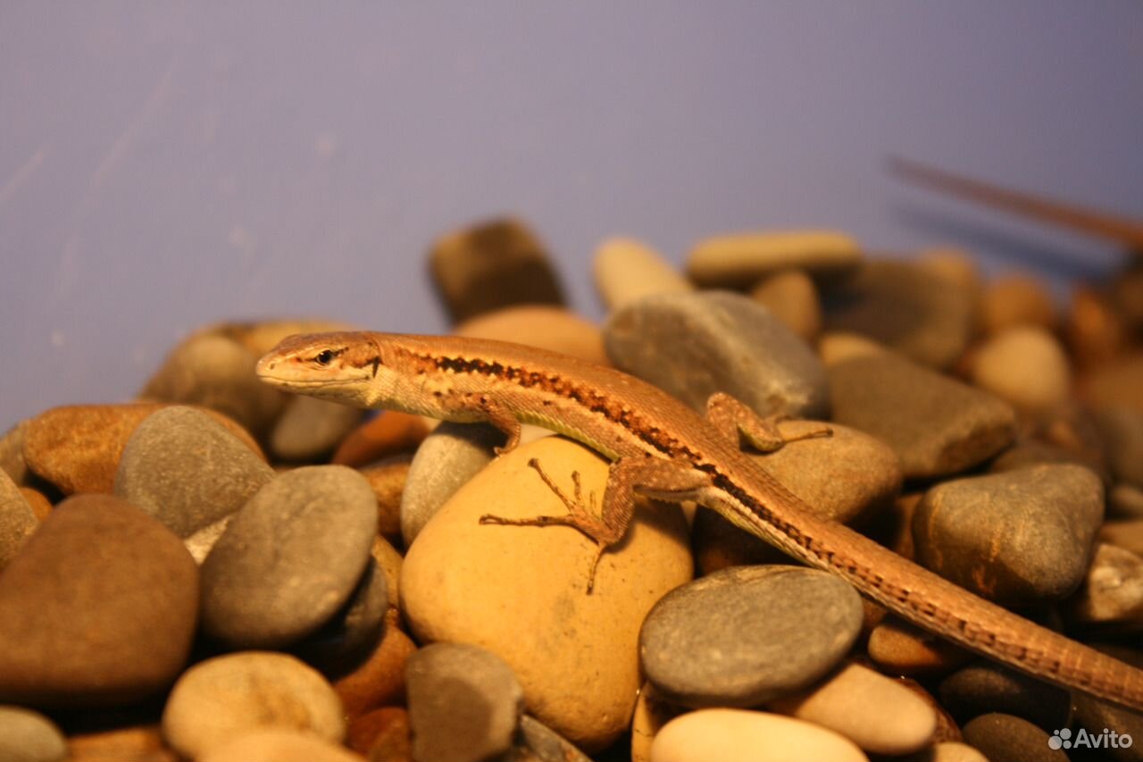 Кавказская ящерица (Darevskia caucasica)