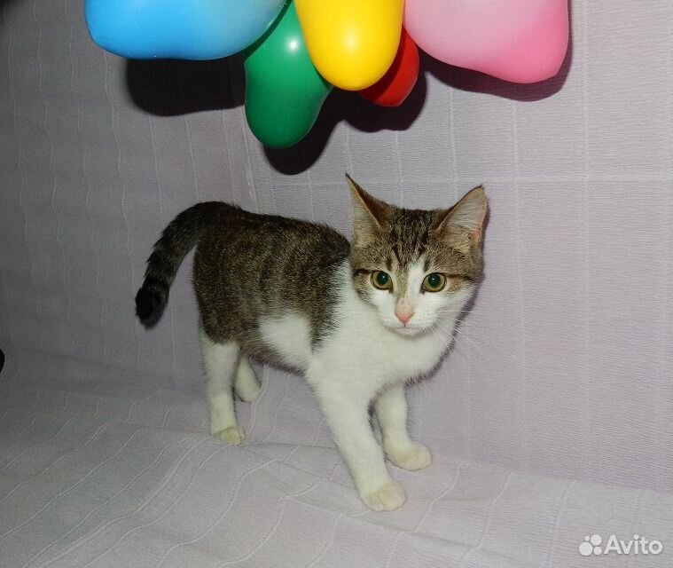 Котенок