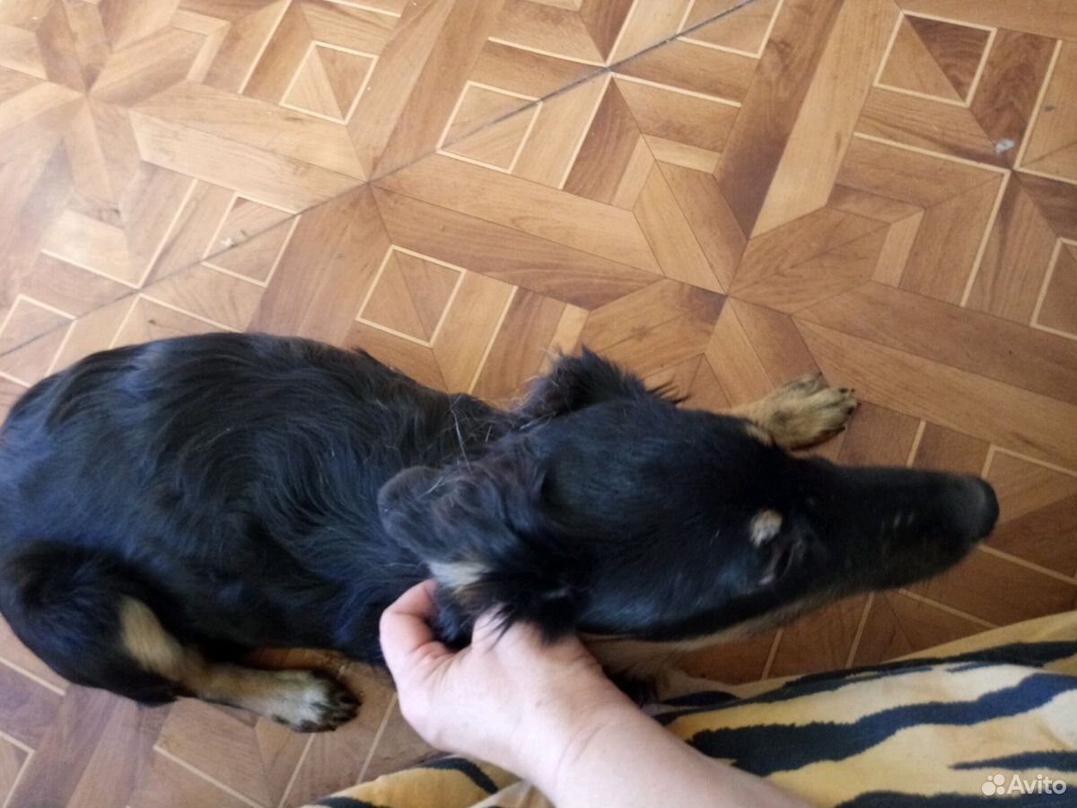 Щенки