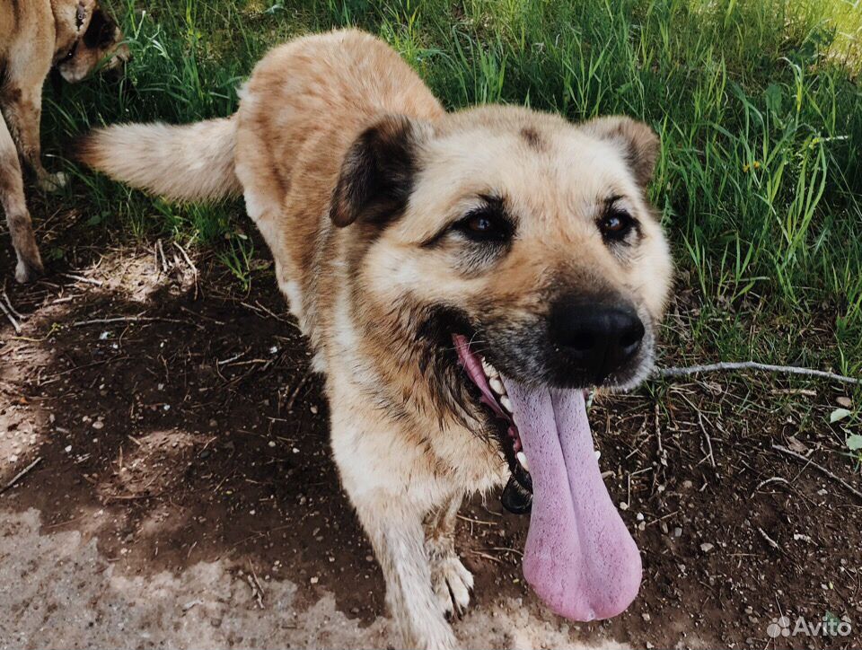 Рыжуля ищет дом