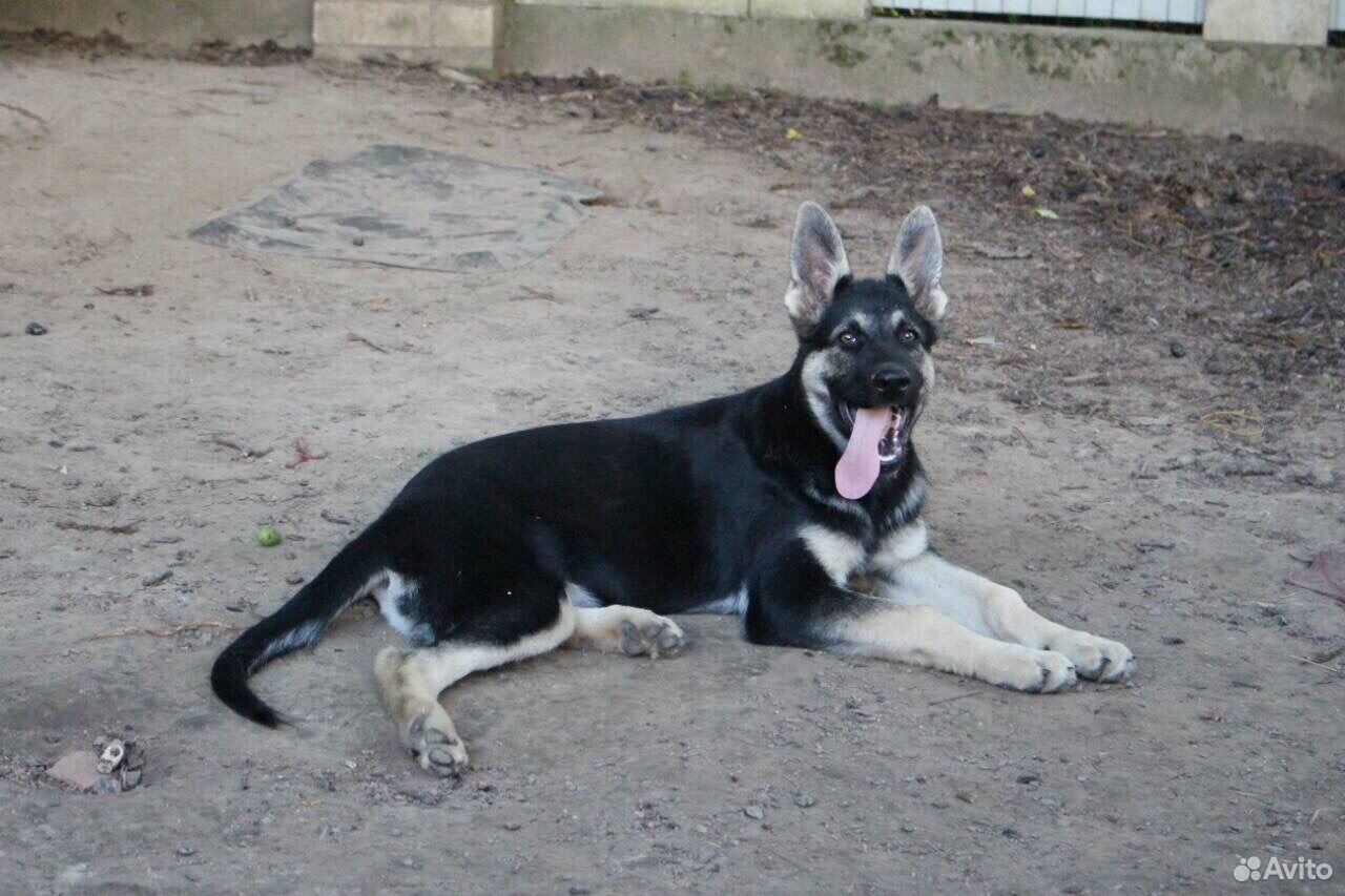 Красавица вео