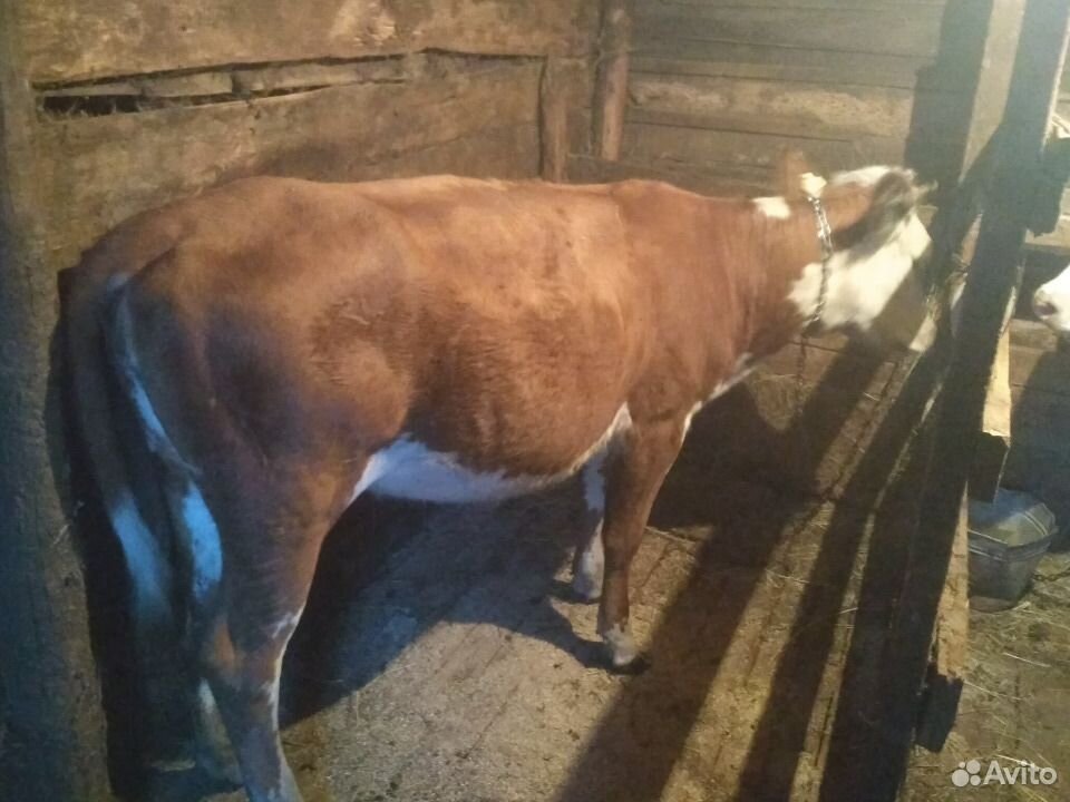 Продам телку