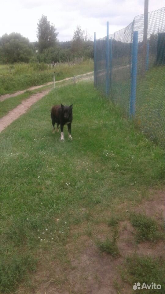 Отдадим в хорошие руки