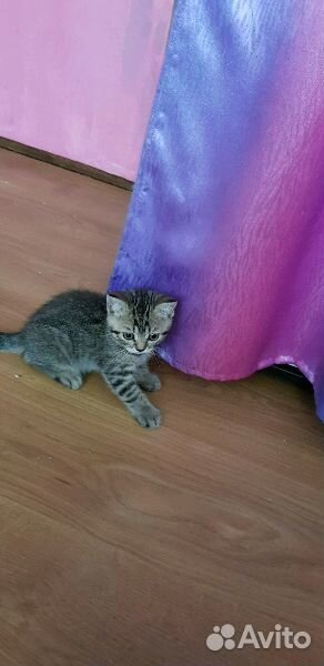 Шотландская кошечка