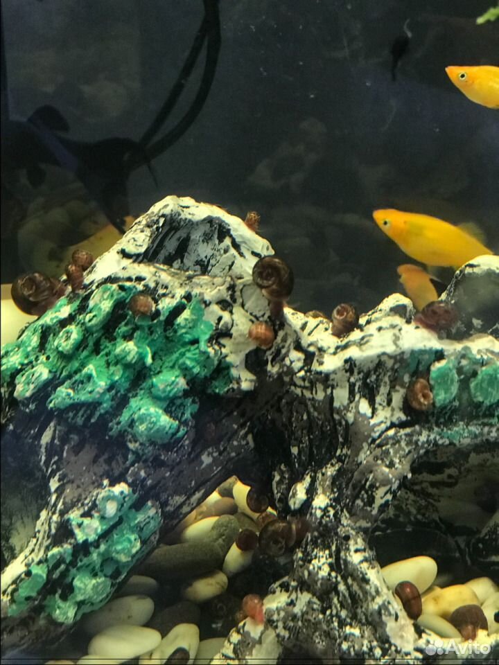 Отдам улитки-катушки