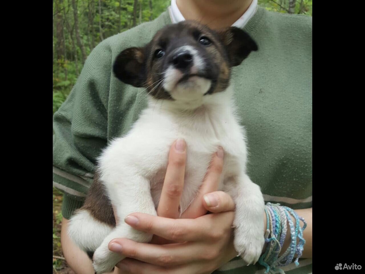 Щенок девочка ищет мам и пап