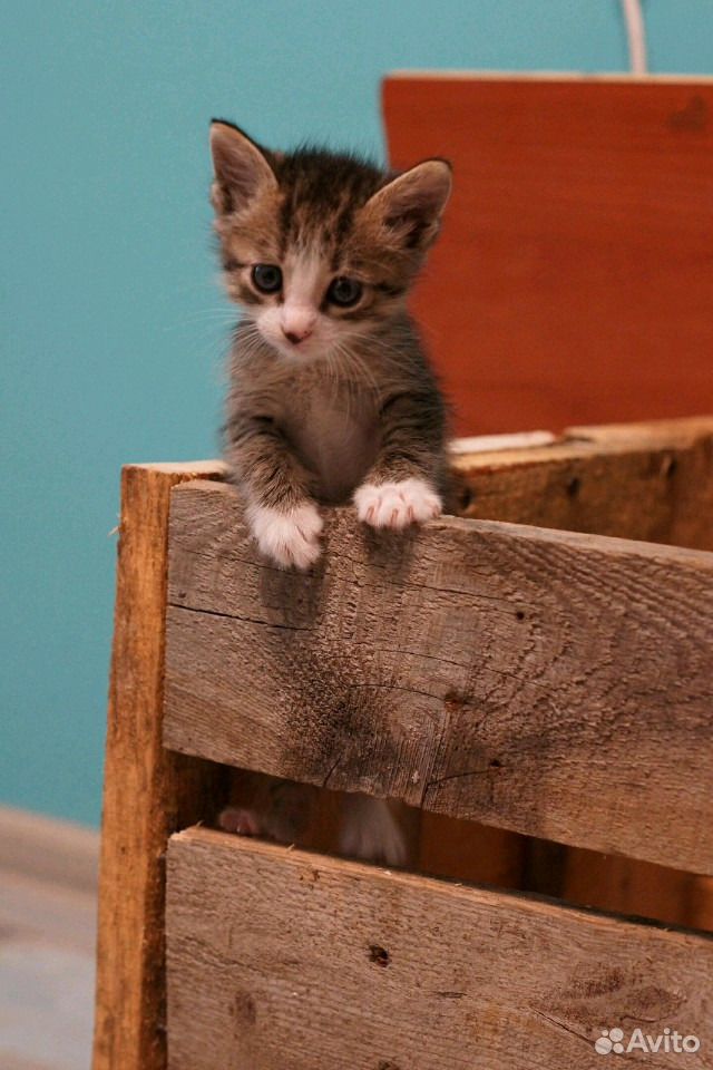 Котенок Бусинка