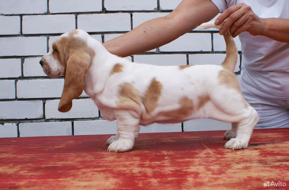 Щенки от чемпиона мира 2018