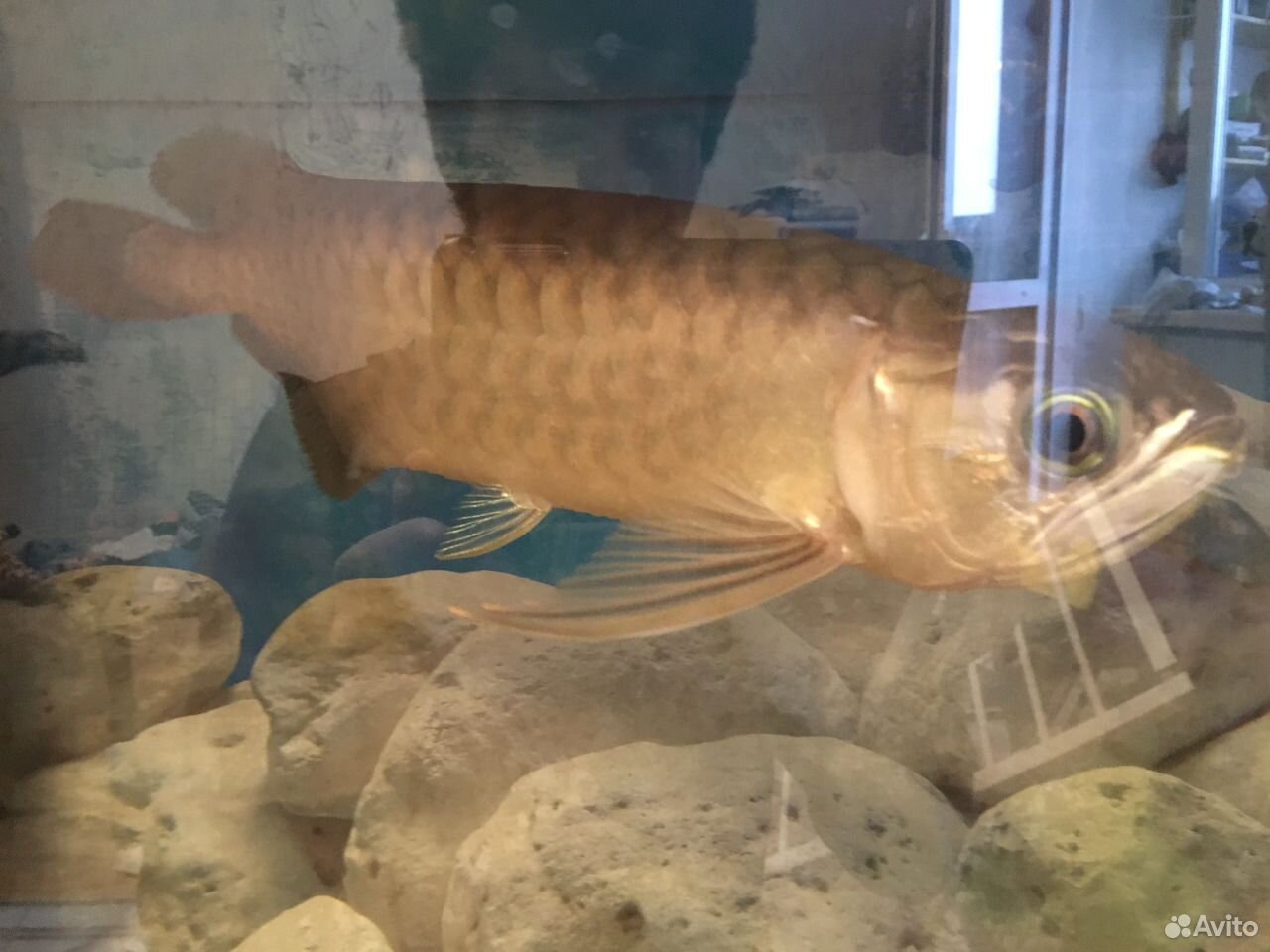 180л аквариум с большой рыбкой