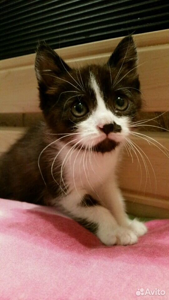 Котенок мальчик 1.5 мес