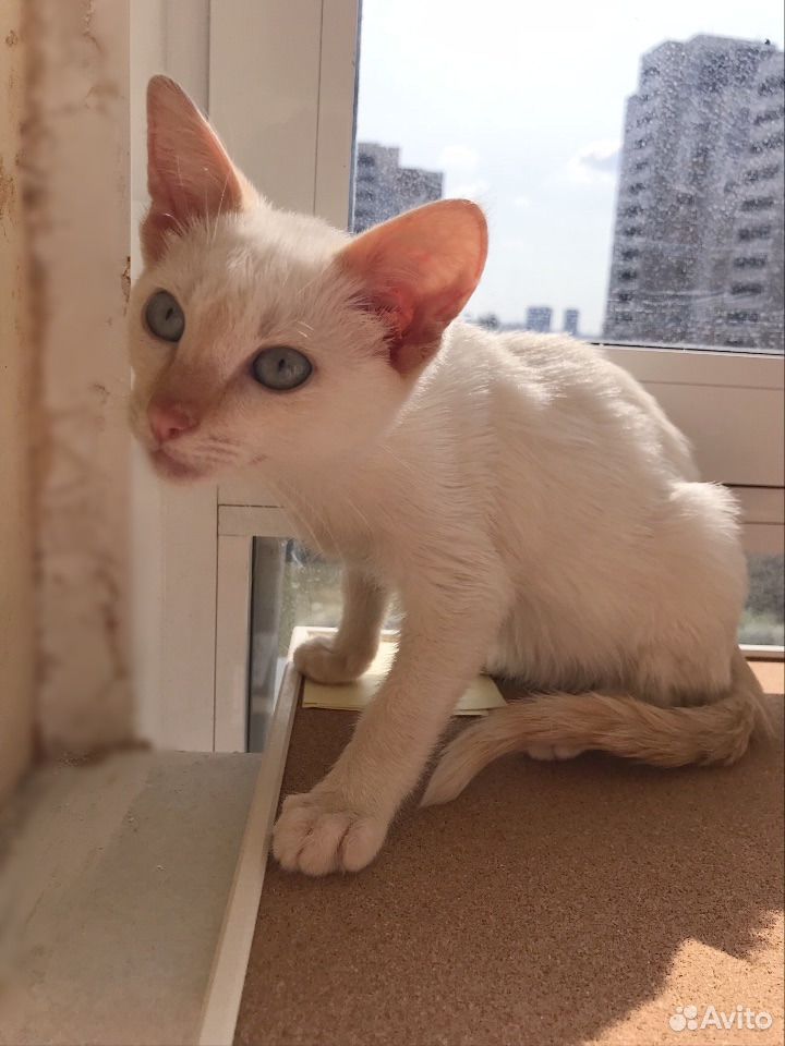 Отдаётся Котенок