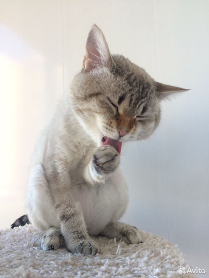 Вязка с тайским котом