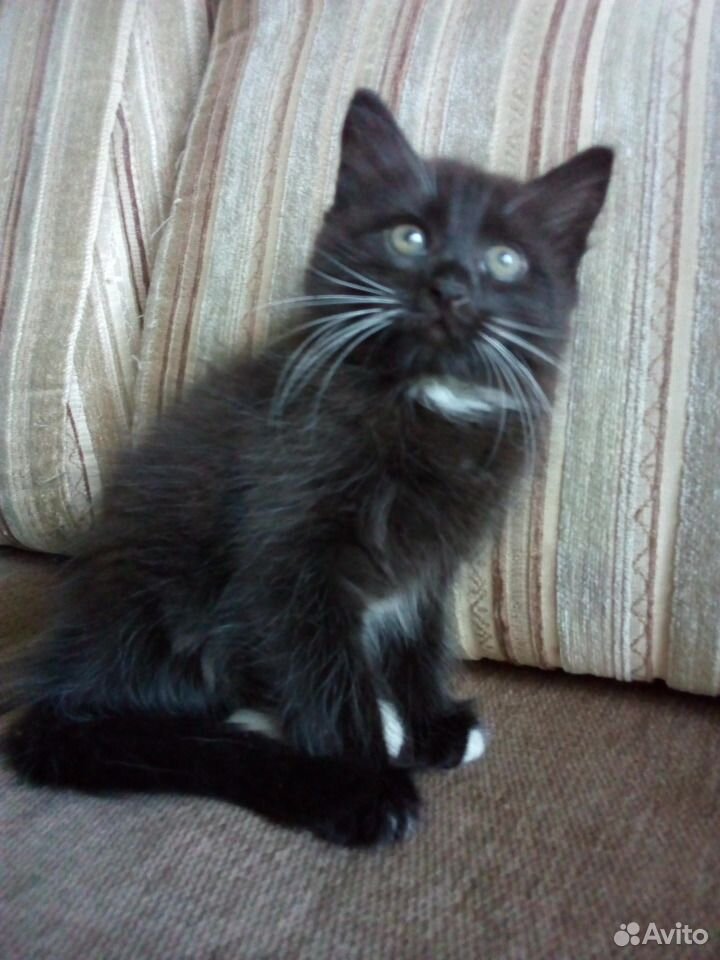 Котик ищет хозяина