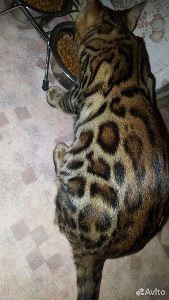 Бенгальские котята