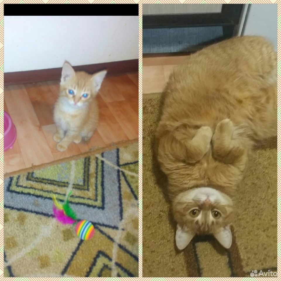 Отдам в добрые руки