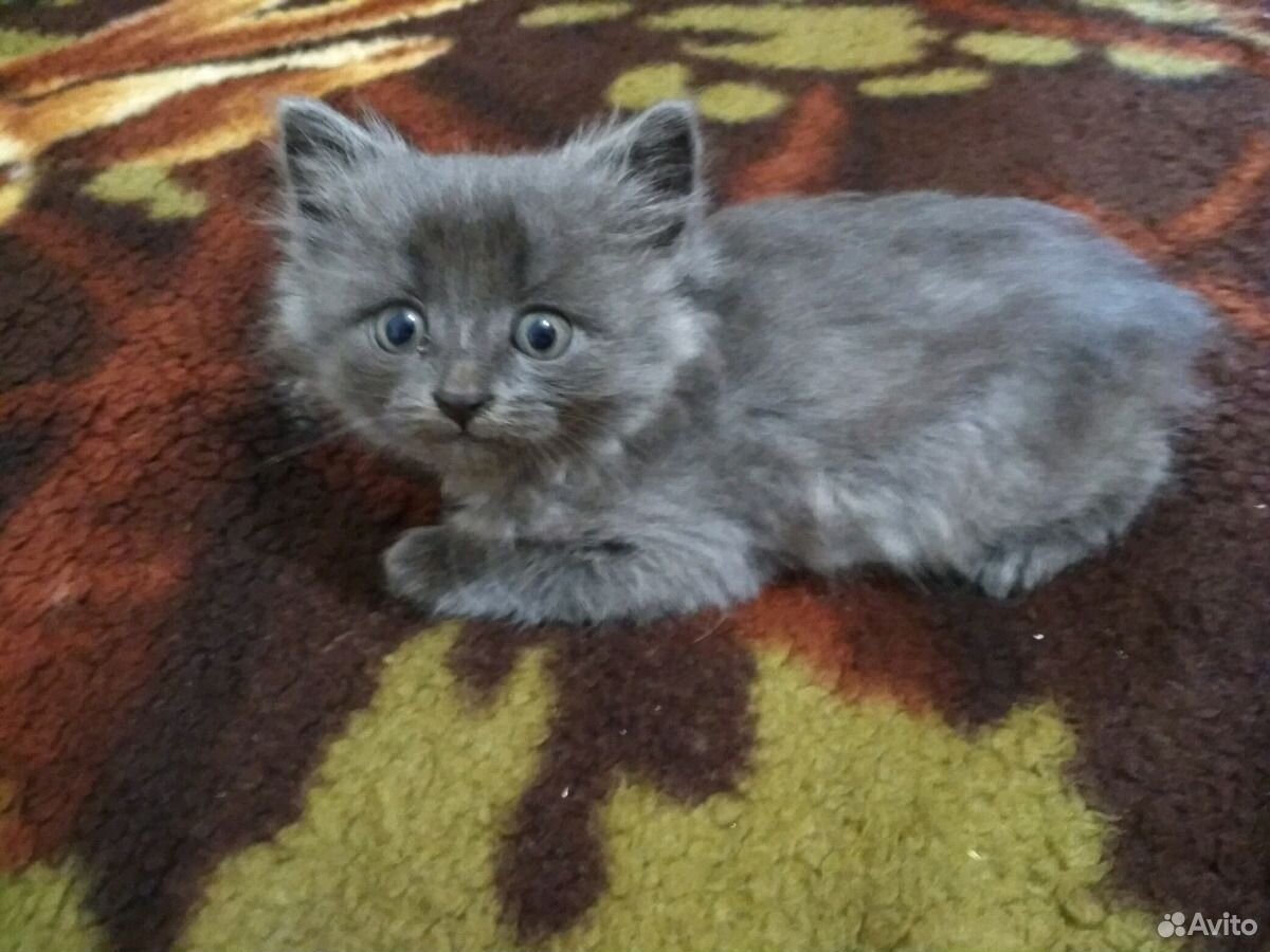 Котята