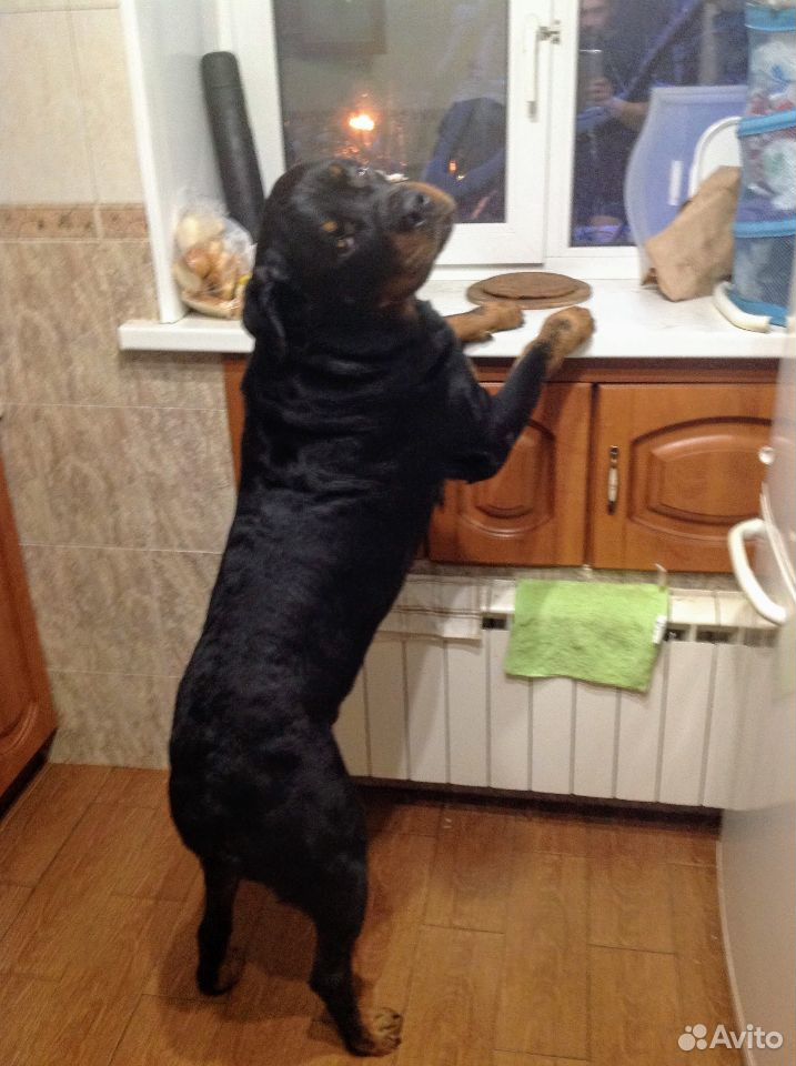 Лорд ищет невесту