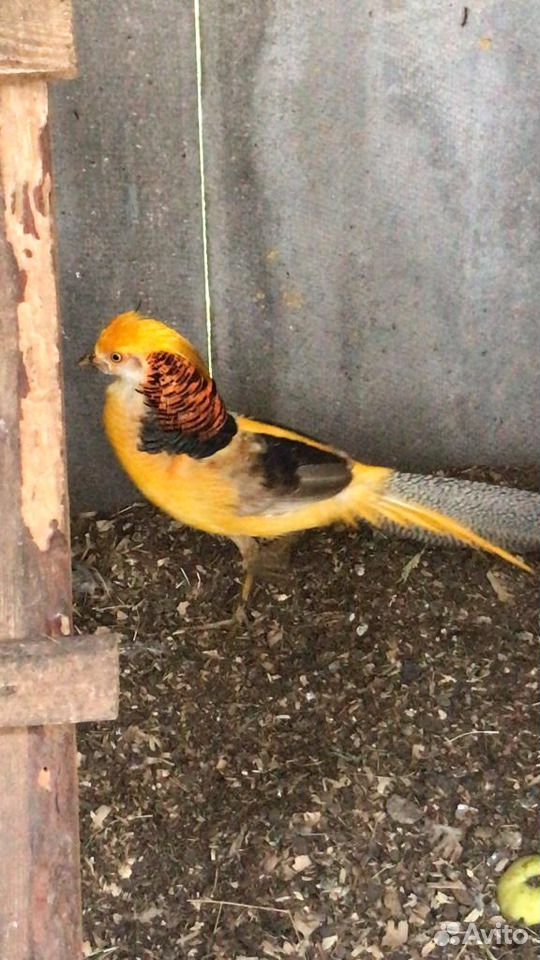 Инкубационное Яйцо Фазана и павлина