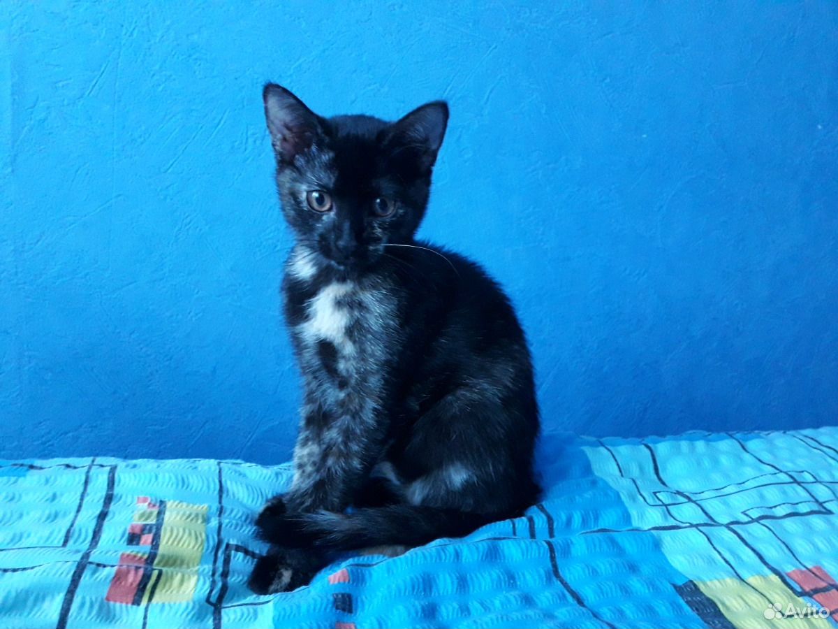 Кошечка