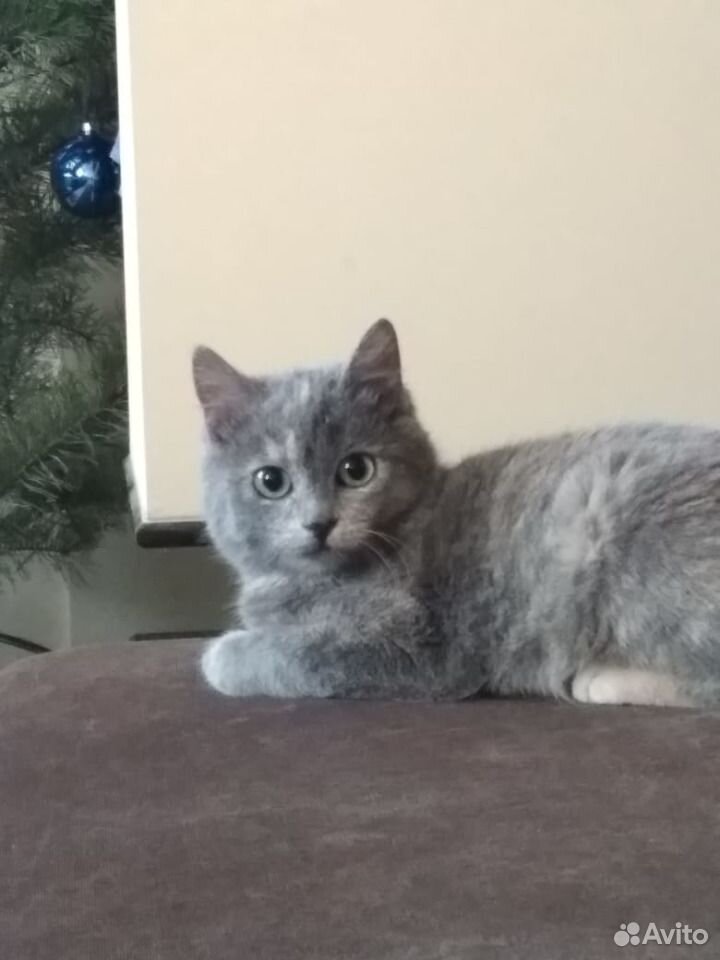 Нидзя котик