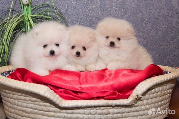 Шпиц Счастья в Ваш Дом