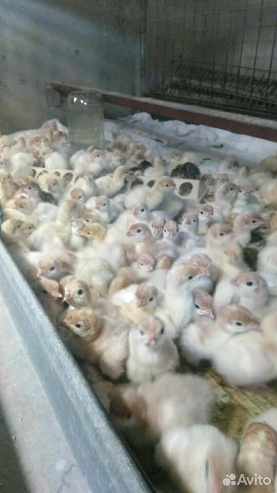 Инкубационное яйцо, суточные индюшата