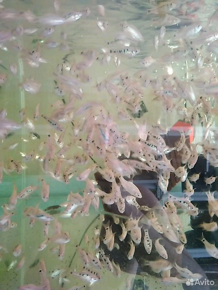 Барбус шуберта. данио розовые