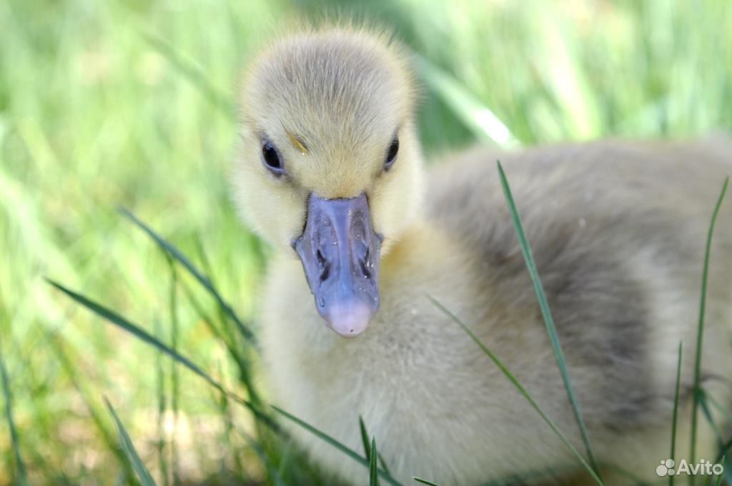 Мулард, утка, курица в ассортименте