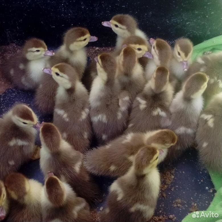 Индоутята, цыплята, индюшата