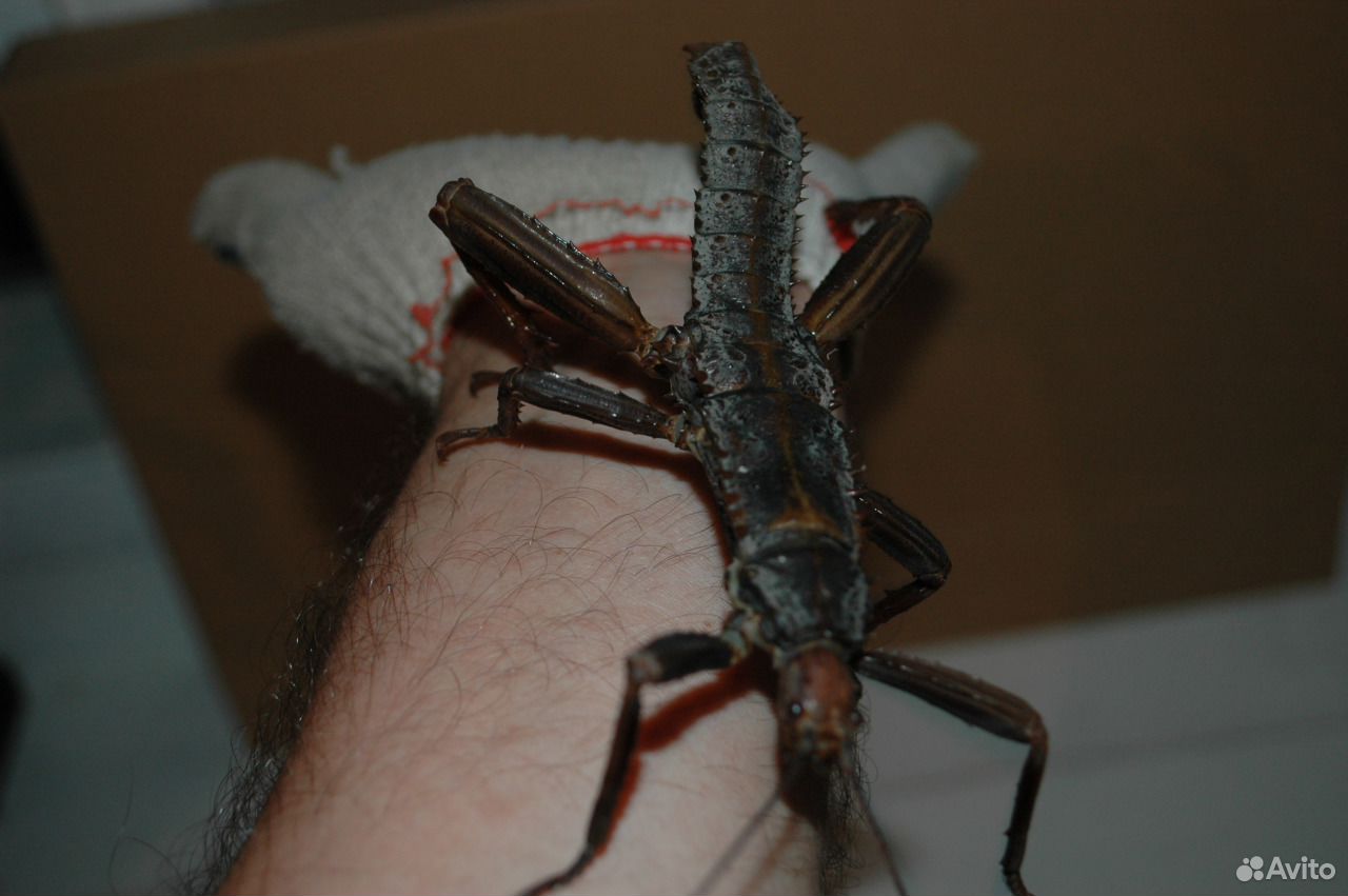 Новогвинейский палочник Euricantha calcarata