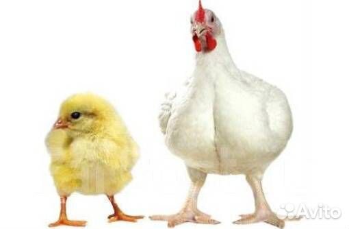 Бройлер Росс 308