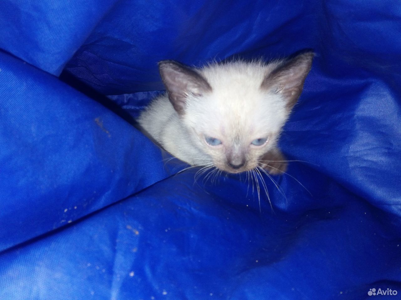 Красавицы тайчата