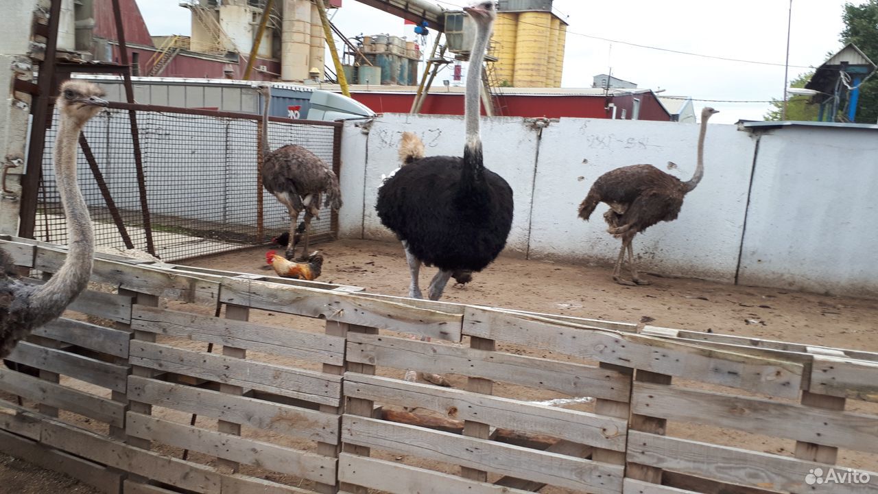 Семья Страусов