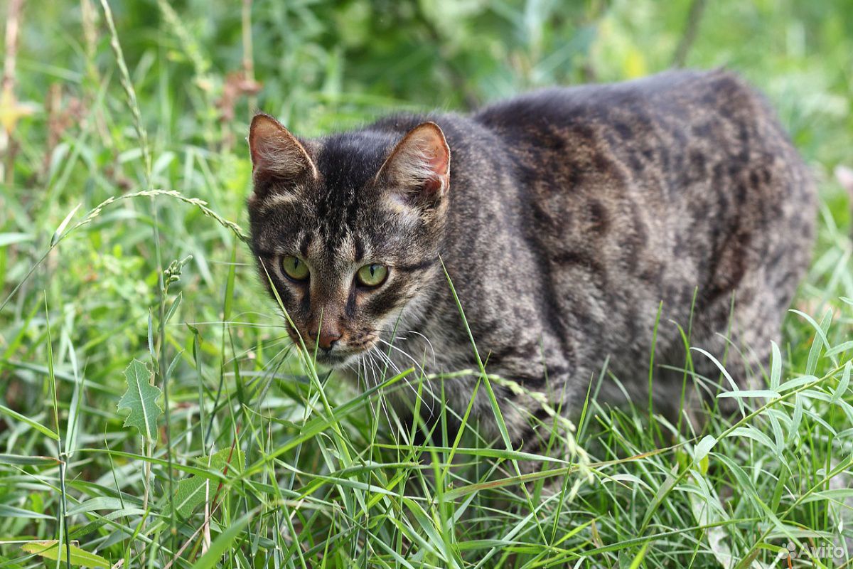 Кот ищет дом