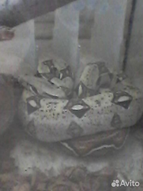 Удав обыкновенный императорский (Boa Constrictor I