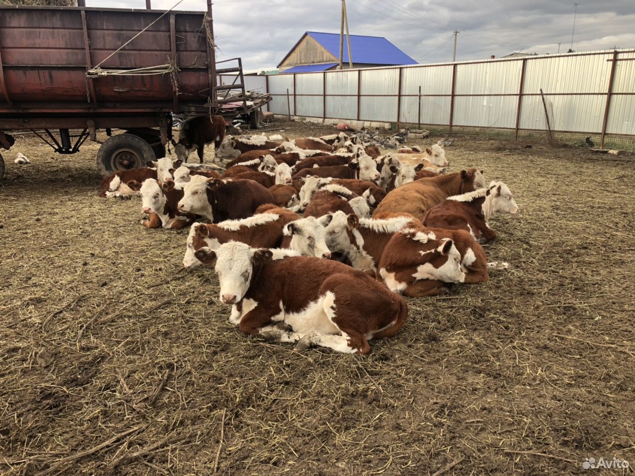 Телки и бычки мясной породы герефорд
