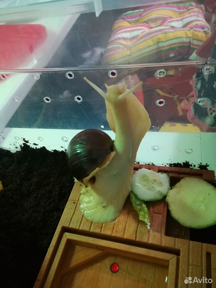 Отдам бесплатно улиток ахатин