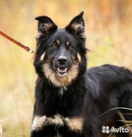 Бумер - это сказочно красивый пес.У него прекрасн